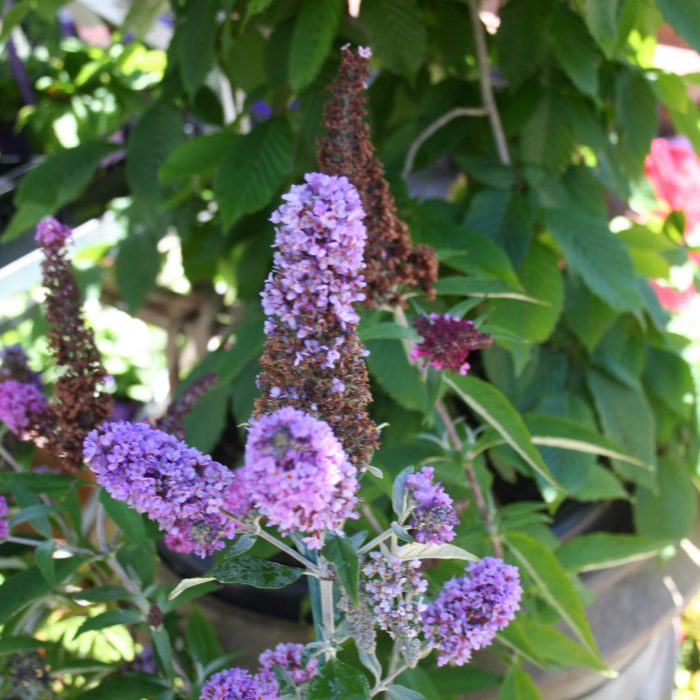 Parkland at Littlehampton – Hills Living Reimagined